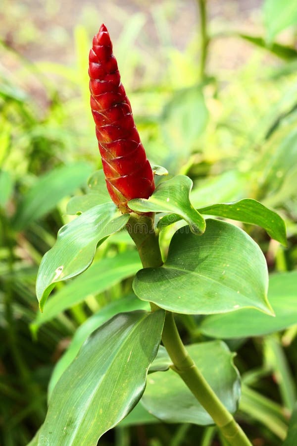 Indian Head Ginger flowers stock image. Image of nature - 100560165