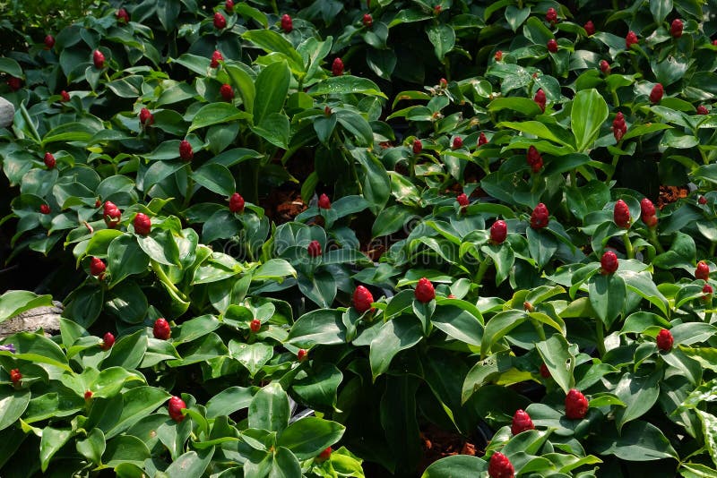 Indian Head Ginger flowers stock photo. Image of alternate - 115265036