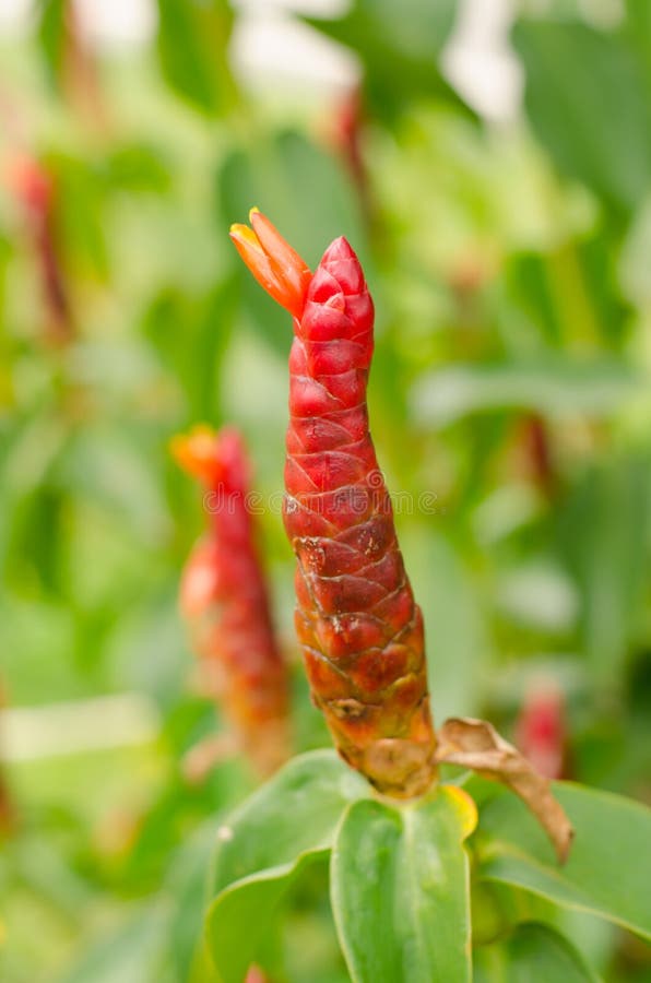 Indian Head Ginger flowers stock photo. Image of bloom - 75752762