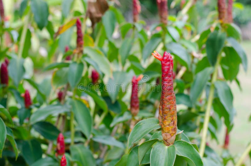 Indian Head Ginger flowers stock photo. Image of flora - 75752788