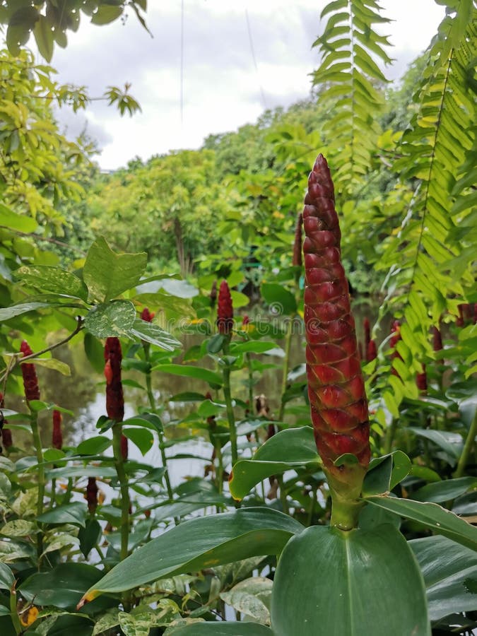Indian Head Ginger Plant in Country Garden Stock Photo - Image of food ...