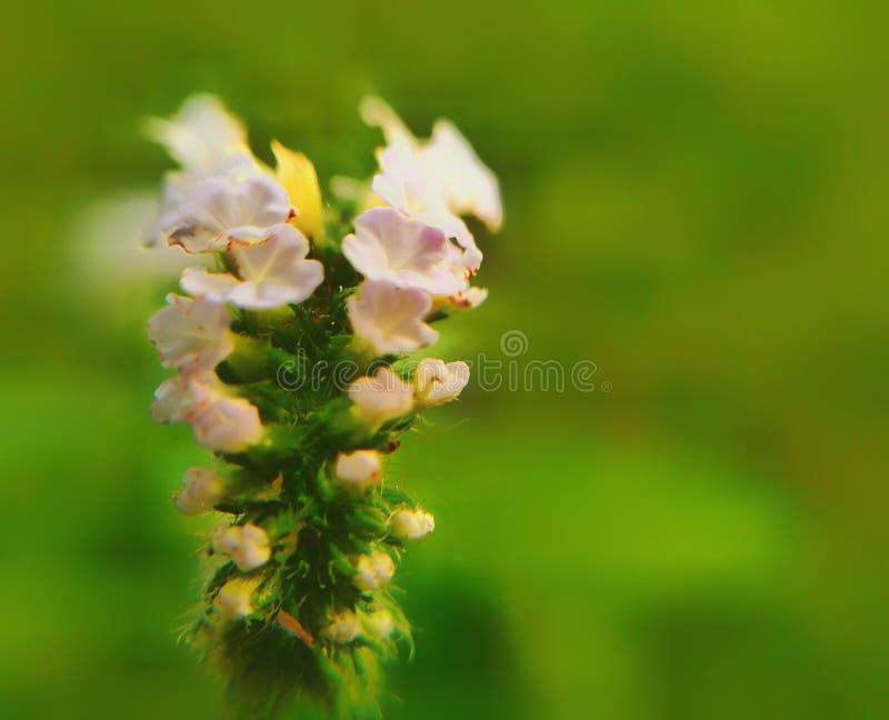 Indian Heliotrope White Flowers Macro Stock Photo - Image of ...