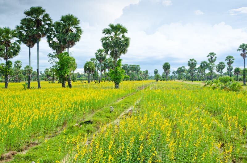 Indian Hemp Field stock image. Image of plantation, agriculture - 71331803