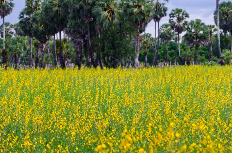 Indian Hemp Field stock image. Image of agriculture, juncea - 71343169