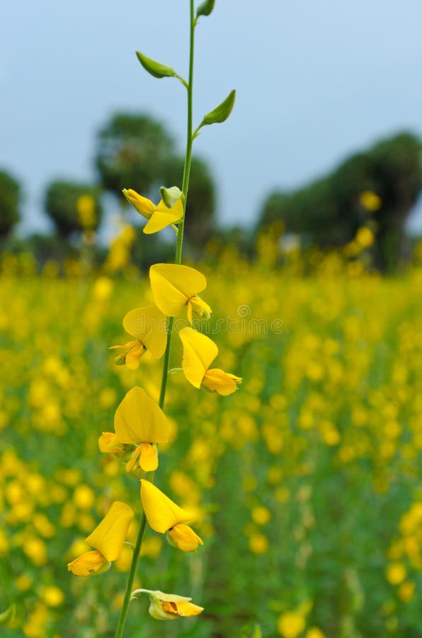 Indian Hemp Field stock photo. Image of attractive, beautiful - 71343428