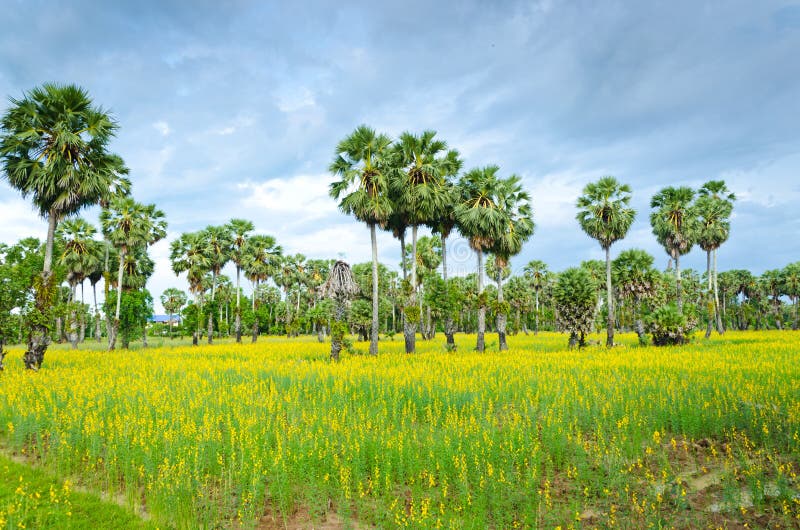 Indian Hemp Field stock photo. Image of nature, countryside - 71343670