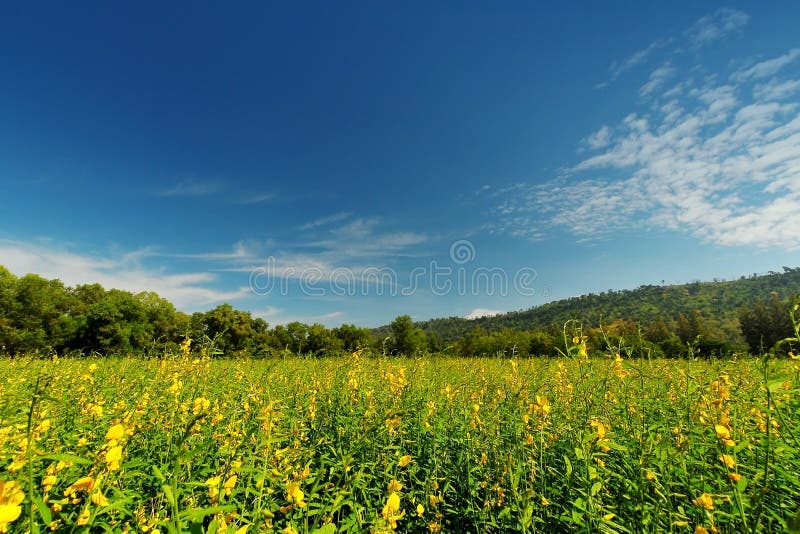 Indian Wheat Field, Indian Agriculture Stock Image - Image of kheti ...