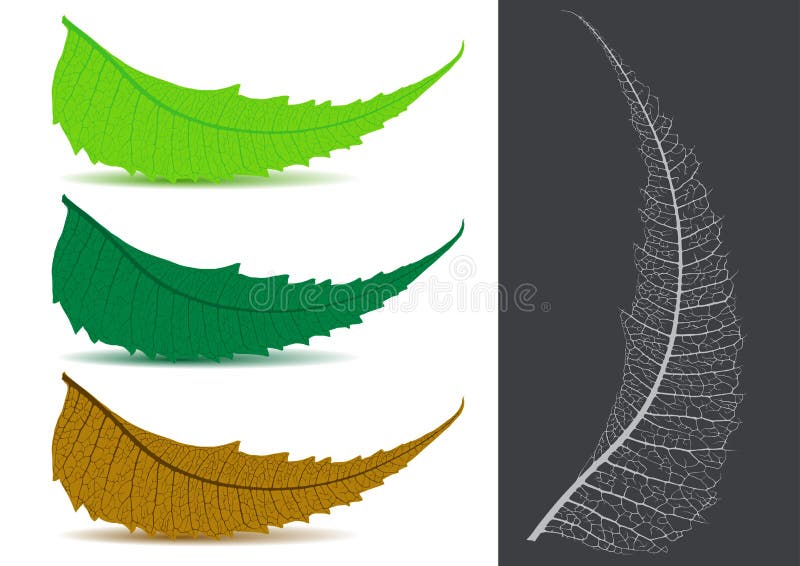 Indian Herbal / Medicinal Leaf - Neem Vector Stock Vector ...