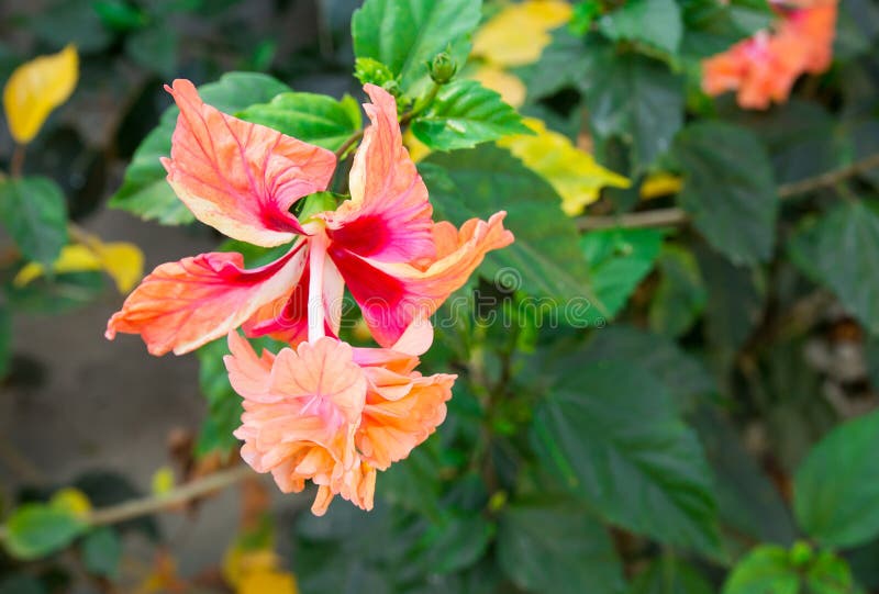 Indian Hibiscus Flower on the Tree Stock Image - Image of closeup ...