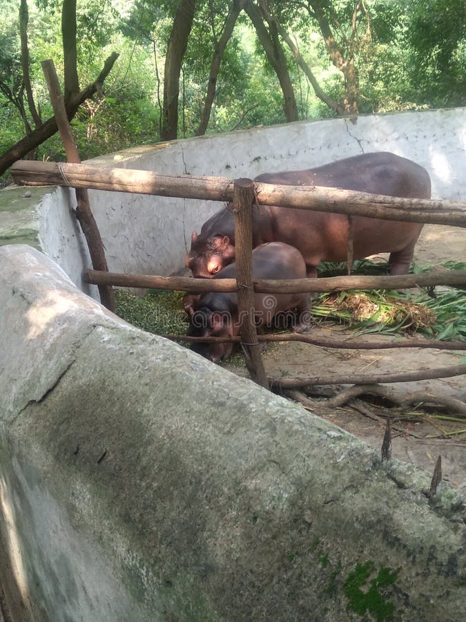 Indian hippo stock image. Image of child, grass, farm - 157326075