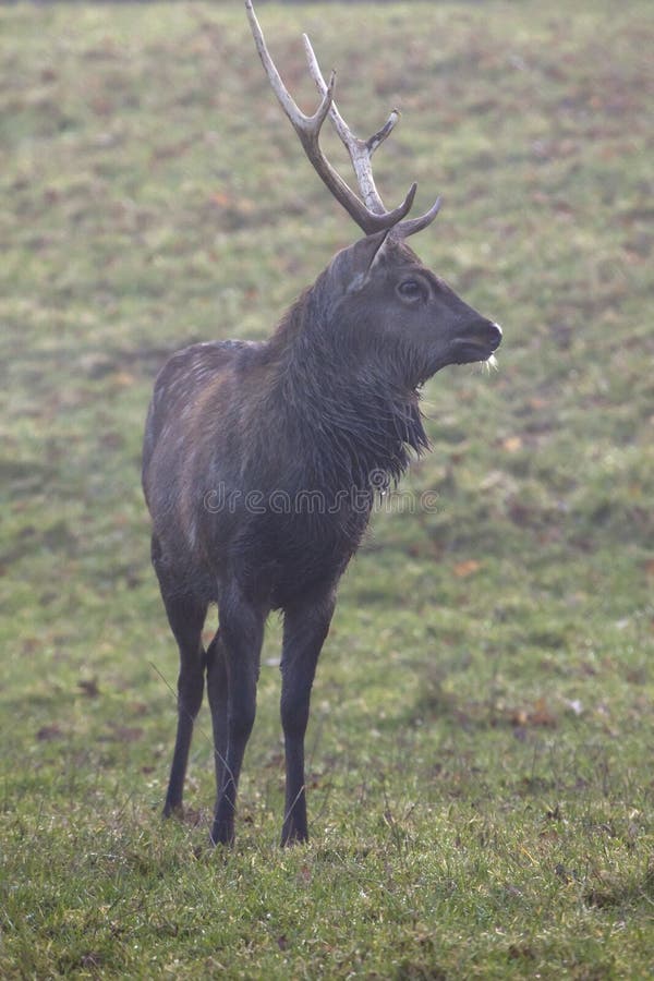 Indian Hog Deer Stag stock image. Image of stag, animal - 84730345