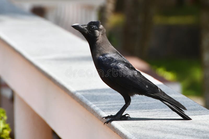 Indian House Crow Shiny Crow. Corvus Splendens Stock Photo - Image of ...