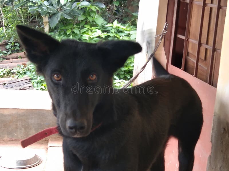 Indian House Indian Dog Image Stock Photo - Image of indian, darken ...