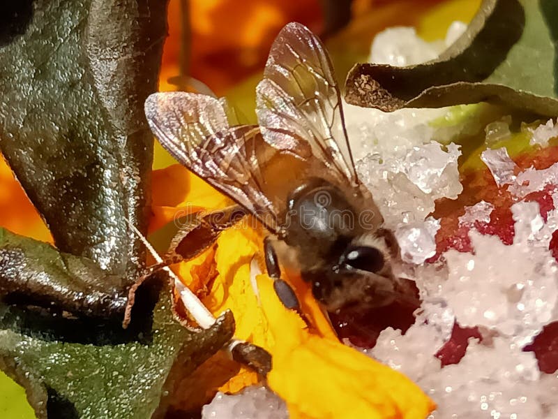 703 Indian Honey Bee Stock Photos - Free & Royalty-Free Stock Photos ...