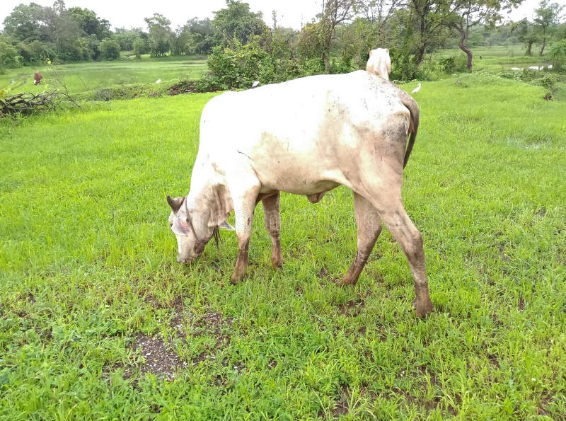 Indian Indigenous Cow Eating Grass Stock Image - Image of herd, field ...