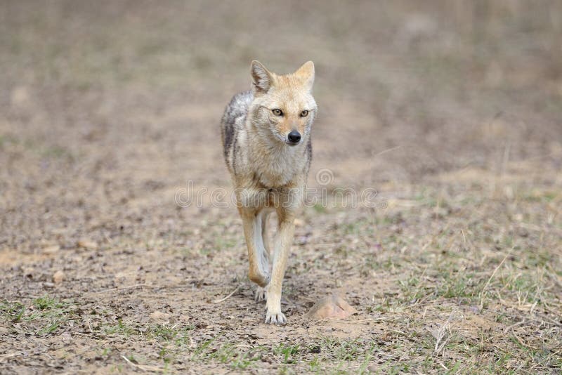 Indian Jackal stock image. Image of vertebrates, aureus - 27181659