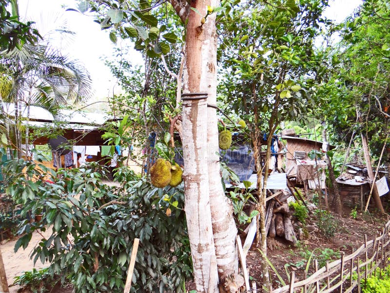 Jackfruit tree stock photo. Image of environment, flora - 129916644