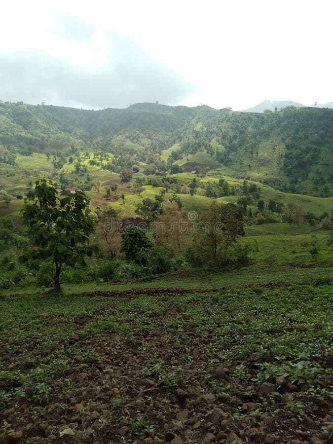 135 Jangal Stock Photos - Free & Royalty-Free Stock Photos from Dreamstime