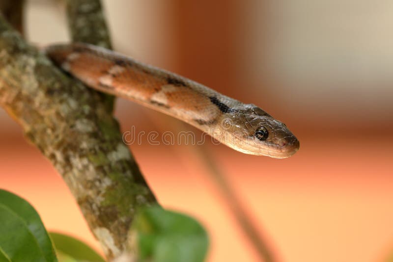 Indian Jewelry Snake in Sri Lanka Stock Photo - Image of ceylon ...