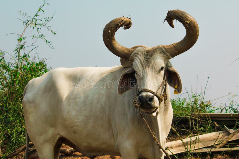 Indian Kankrej Ox or Bull Beautiful View with Selective Focus Stock ...