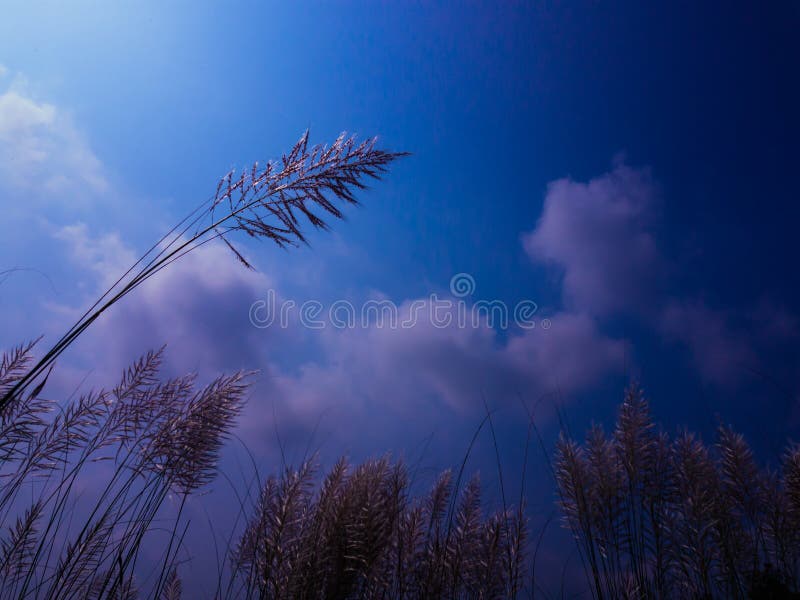 450 Kash Flower Stock Photos - Free & Royalty-Free Stock Photos from ...