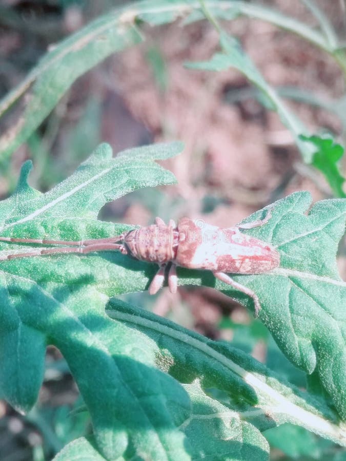 Indian keet stock image. Image of indian, beautyfull - 160968577