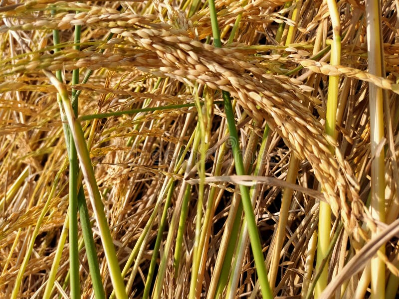 408 Khet Stock Photos - Free & Royalty-Free Stock Photos from Dreamstime