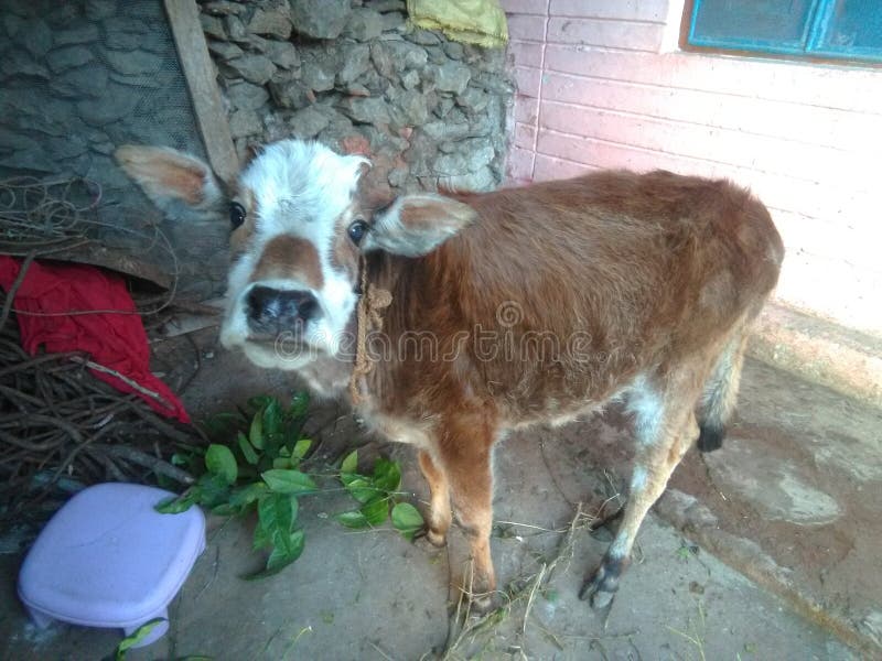 Indian Kids of Cow in a Home Stock Image - Image of ayurveda, indian ...
