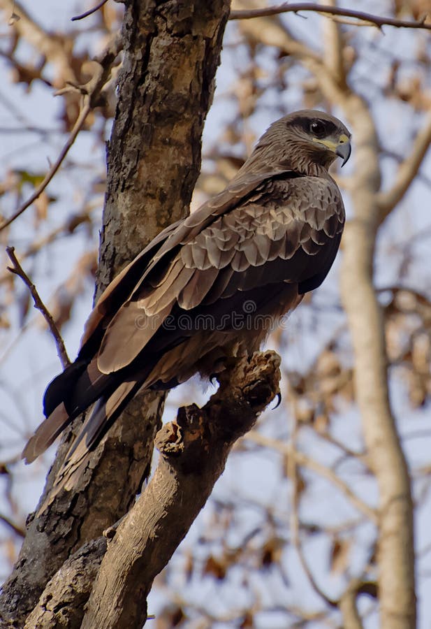 313 Black Hawk Indian Stock Photos - Free & Royalty-Free Stock Photos ...