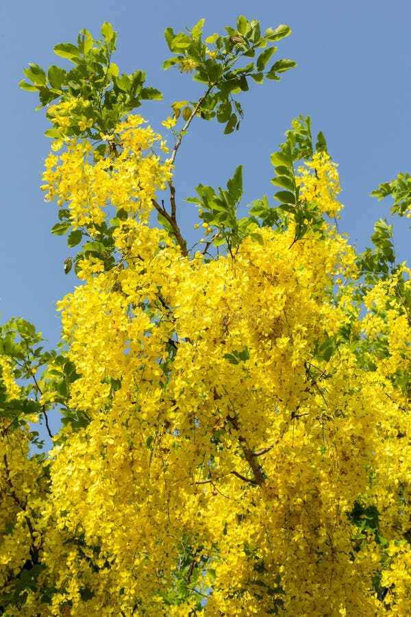 Indian Laburnum Tree Cassia Fistula with Its Beautiful Petal Yellow ...