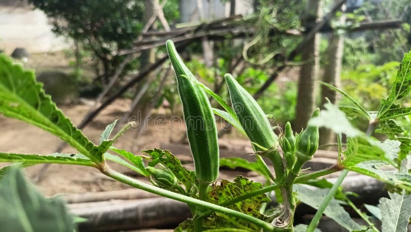 Indian Ladies fingers stock image. Image of swagat, crop - 259242195