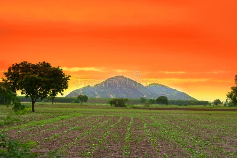 Indian landscape stock image. Image of green, plantation - 11555561