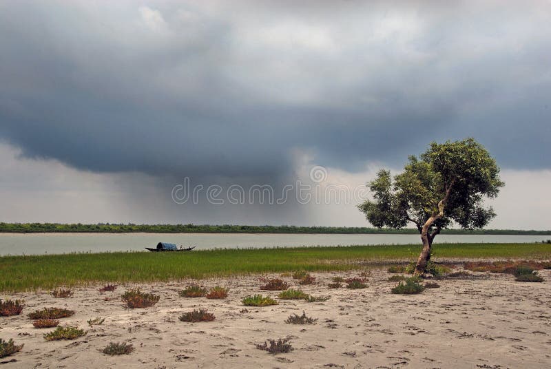 Indian Landscape stock image. Image of details, mangrove - 17595595