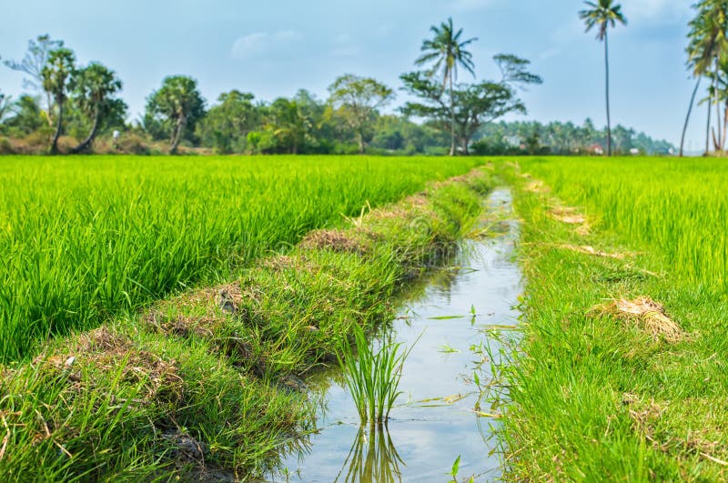 The Growth of Rice Trees in Bekasi, Padi Stock Photo - Image of padi ...
