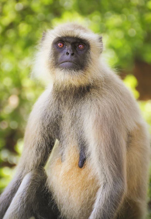 Indian Languor Stock Photography - Image: 35663572