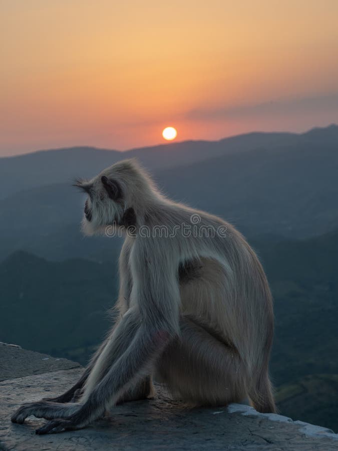 Indian Langur Monkeys Sitting at Sunset Stock Photo - Image of hill ...