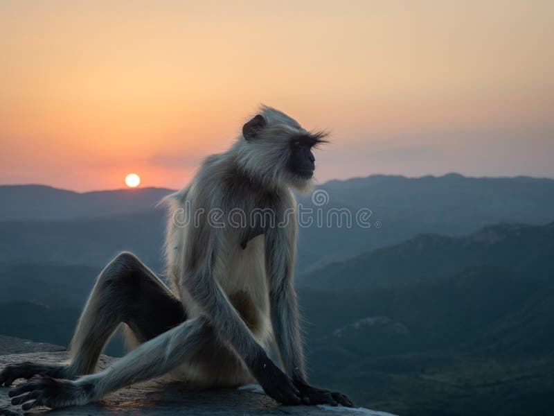 Indian Langur Monkeys Sitting At Sunset Stock Image - Image of family ...
