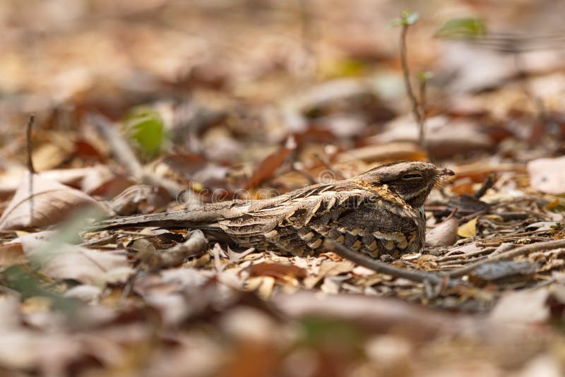 Indian and Large Tailed Nightjar Stock Image - Image of sleeping ...