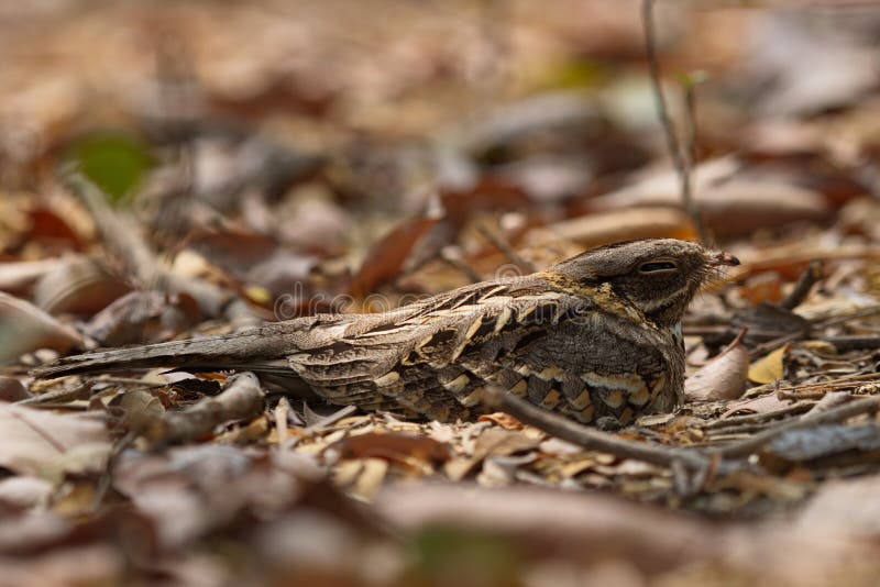 Indian and Large Tailed Nightjar Stock Photo - Image of leaves, large ...
