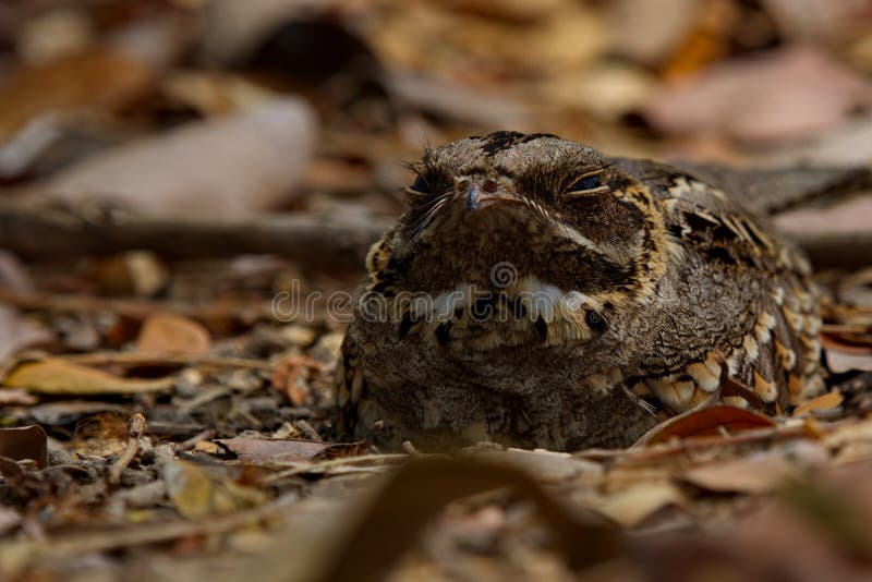 Indian and Large Tailed Nightjar Stock Photo - Image of eater ...