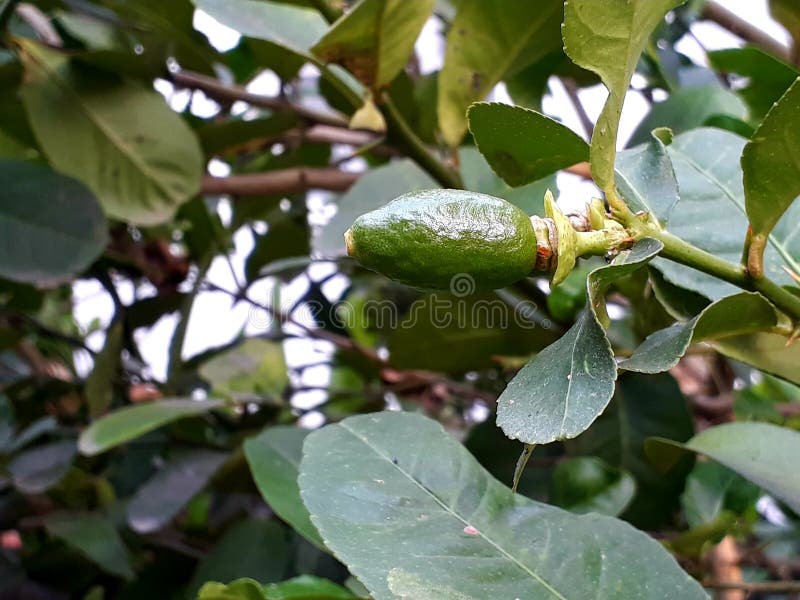 Indian Lemon Pickle or Nimbu Achaar Stock Image - Image of strawberry ...