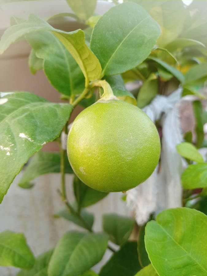 616 Indian Lemon Tree Stock Photos - Free & Royalty-Free Stock Photos ...