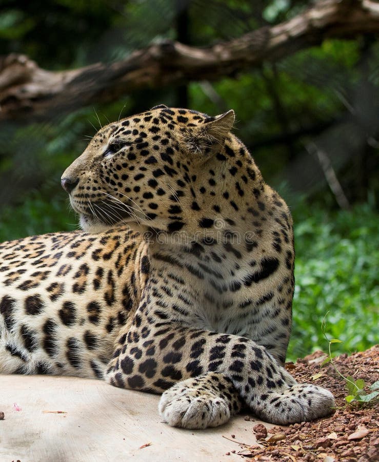 Spotted Leopard stock image. Image of strong, forest - 20061305