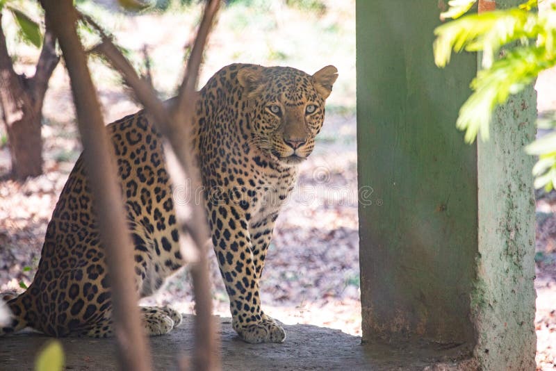 Indian Leopard eye contact stock photo. Image of wild - 253218950