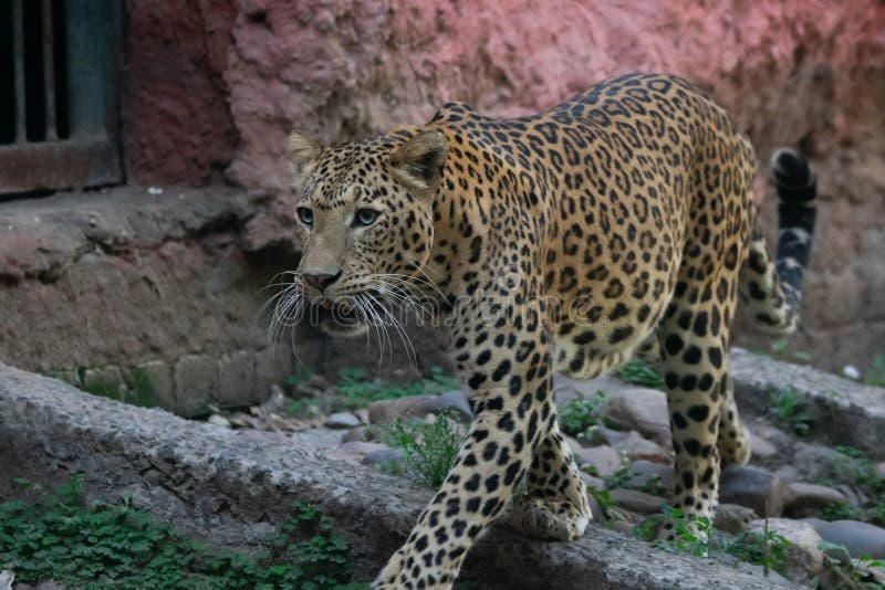 Indian Leopard Panthera Pardus Walking in the Enclosure Stock Image ...