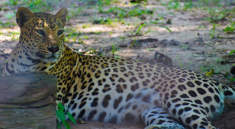 Indian Leopard Sitting Under Tree Shadow for Prey Stock Photo - Image ...