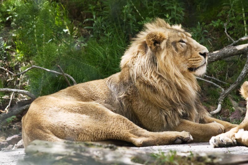 A resting Indian lion stock image. Image of grass, black - 23088645