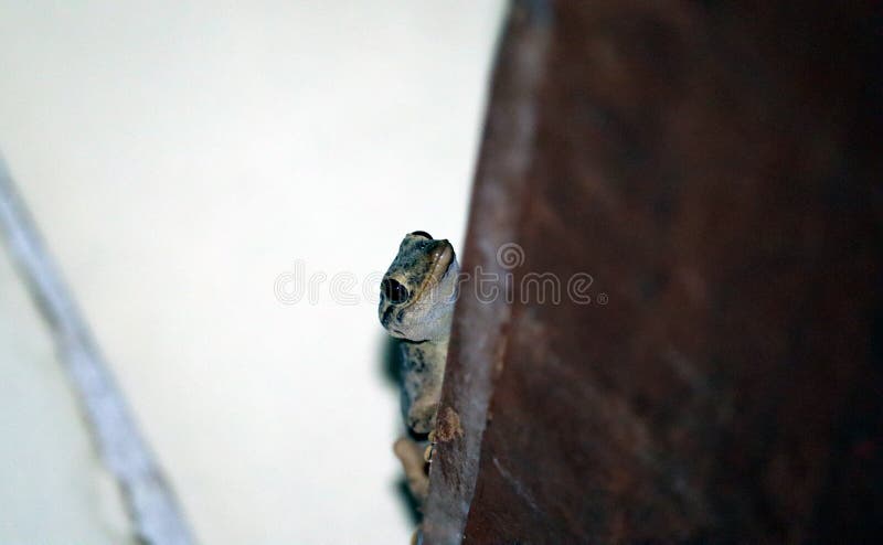 Indian Lizard Climbing a Wall Closeup Stock Image - Image of climbing ...