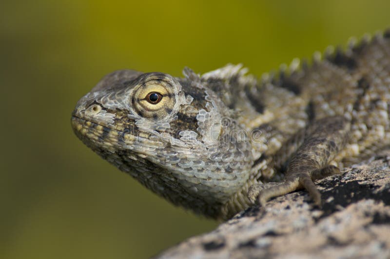 Indian Lizard stock photo. Image of nature, portrait - 35868330
