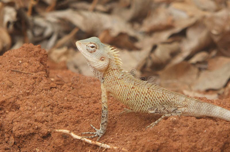 Indian Lizard 3 stock photo. Image of tail, leaves, lizard - 38735590